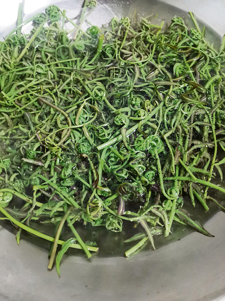 树菜midin蕨菜【纯素】 – 砂麼東東